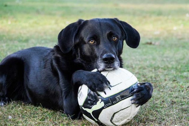 Borador - Border Collie Labrador mix