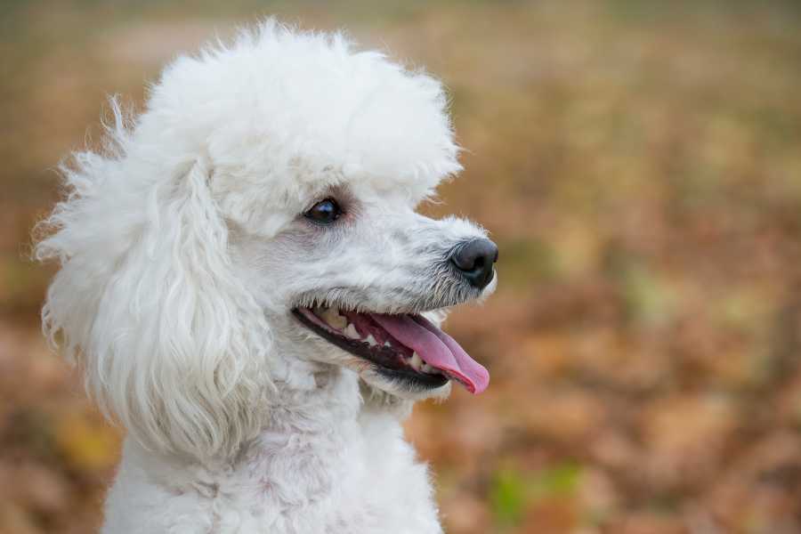 Pudel - Hundestar - Dein Hundemagazin